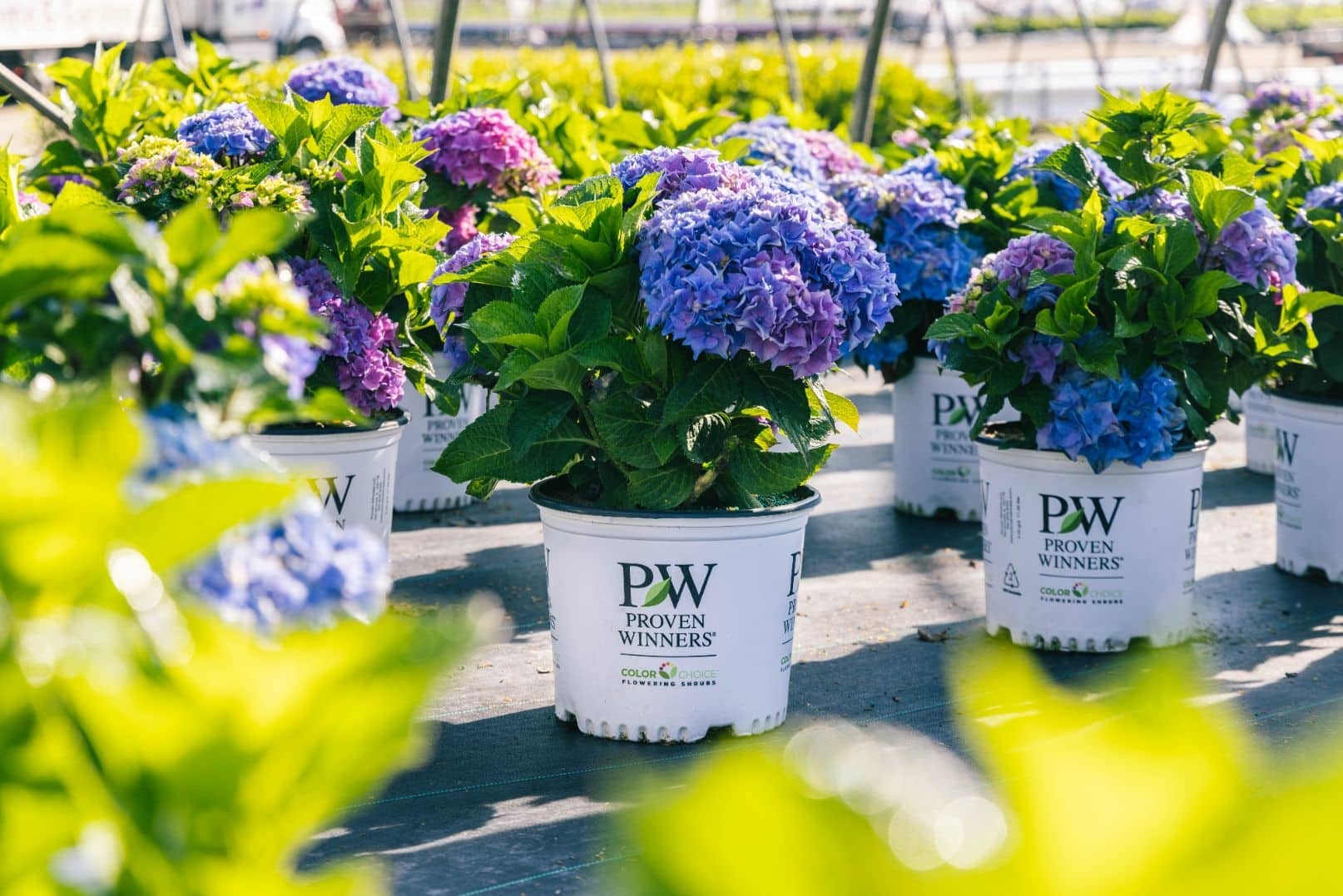 Wholesale Container Trees, Shrubs | Petitti Family Farms