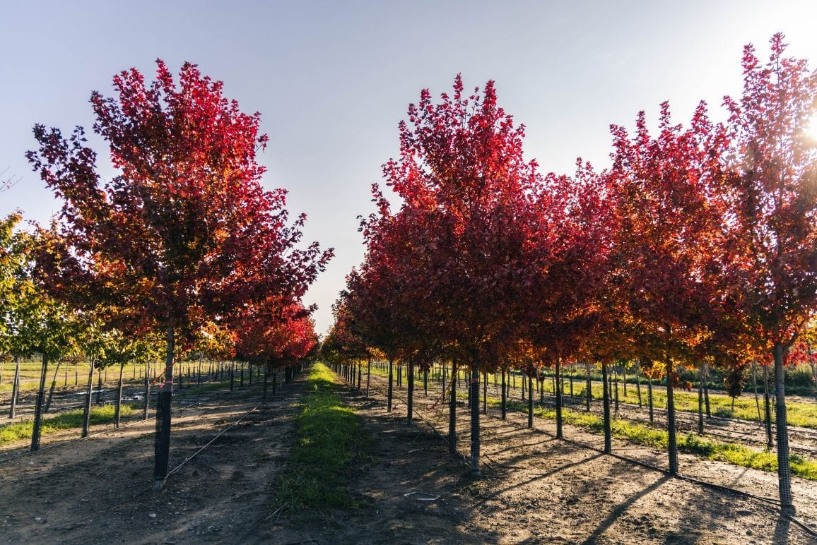 Wholesale Shade Trees | Petitti Family Farms