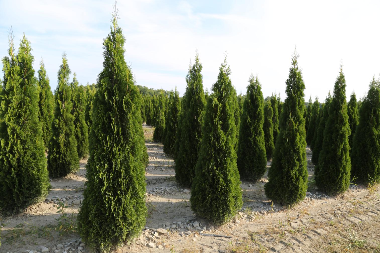 Wholesale Arborvitae, Evergreens | Petitti Family Farms